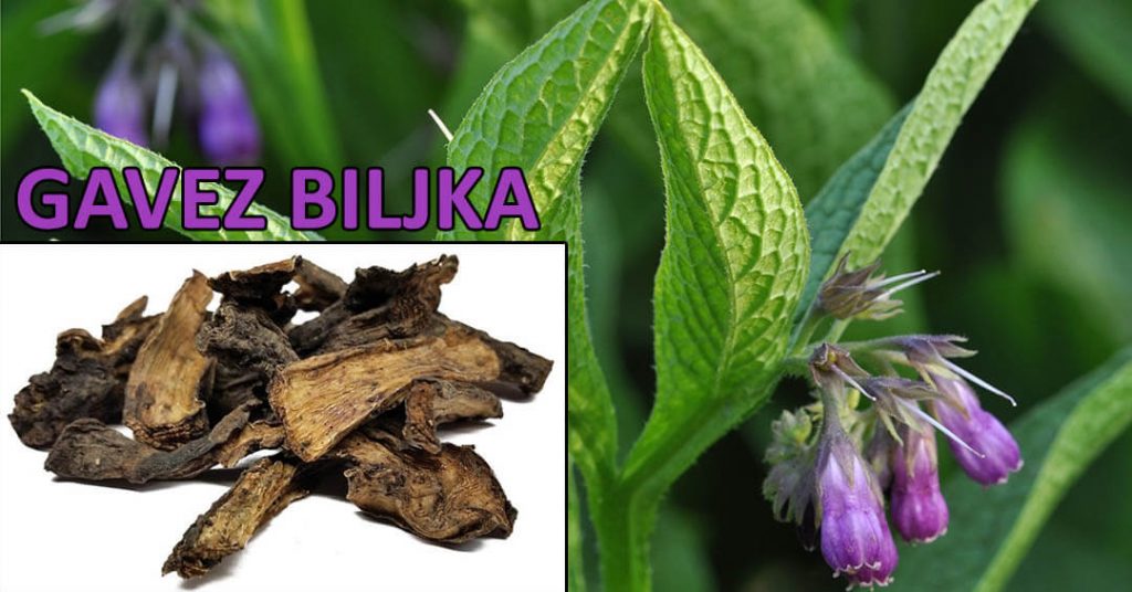 Gavez lekovita biljka-kako napraviti mast od gaveza i tinkturu 🌿