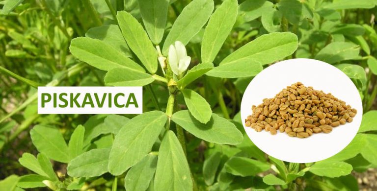 Biljka Piskavica - da li ovo seme utiče na rast grudi?