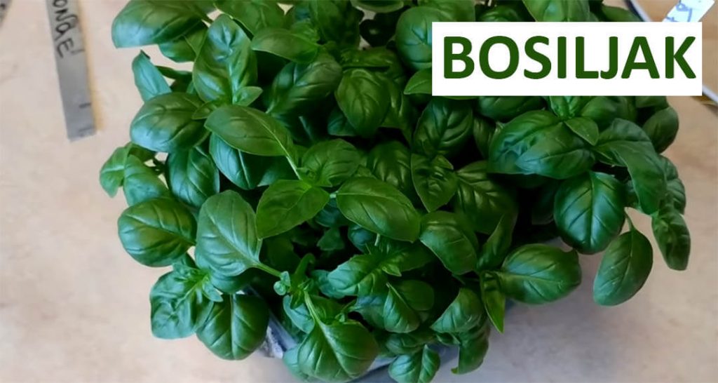 Bosiljak, moćan začin i lekovita biljka za razne bolesti