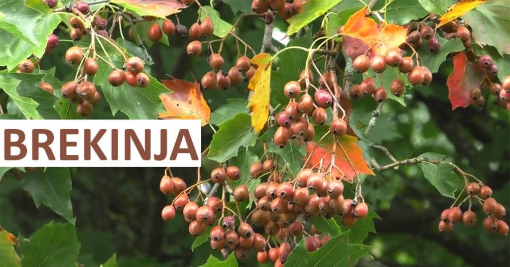 Brekinja – "prirodni insulin" lekovita svojstva biljke i upotreba