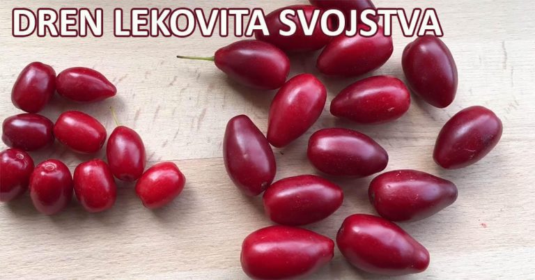 Dren kao lek: Ako želite da budete "zdravi kao dren" pročitajte ovaj tekst