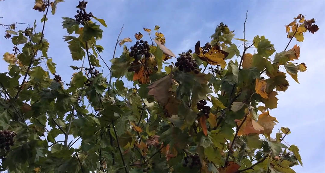 Brekinja – "prirodni insulin" lekovita svojstva biljke i upotreba