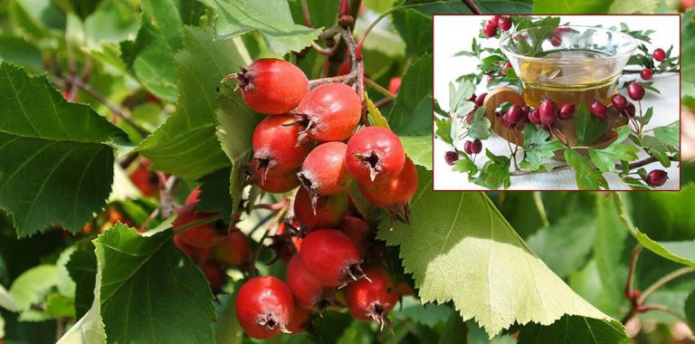 Glog – lekovitost i recepti za čaj, kapi, vino i sirup