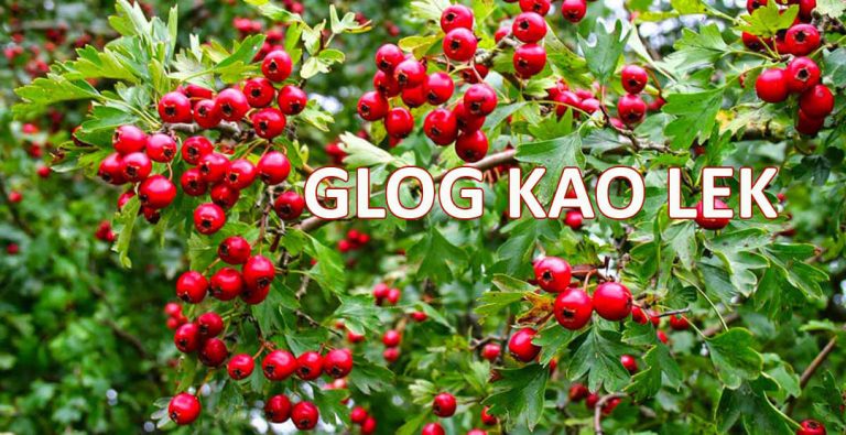Glog – lekovitost i recepti za čaj, kapi, vino i sirup