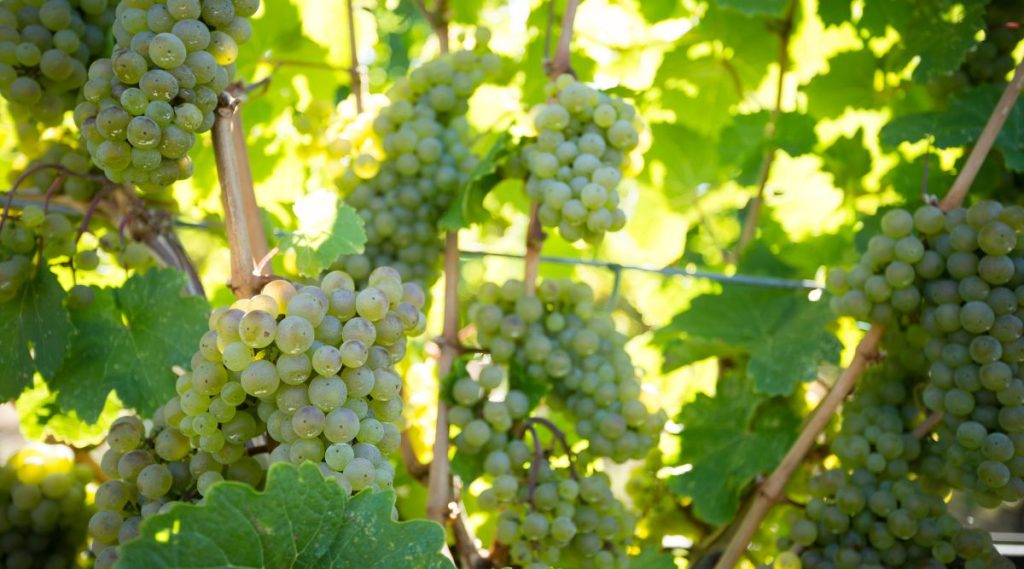 Vrste Vinove Loze Koje Uspijevaju U Bosni I Hercegovini